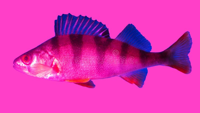 699 Pink Perch Fish Stock Photos - Free & Royalty-Free Stock Photos ...