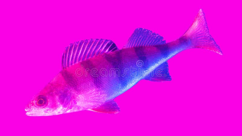 699 Pink Perch Fish Stock Photos - Free & Royalty-Free Stock Photos ...