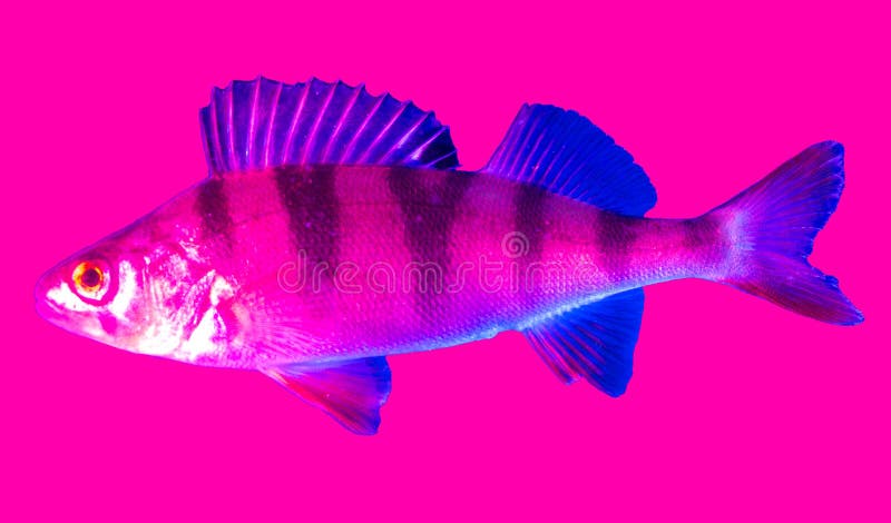 699 Pink Perch Fish Stock Photos - Free & Royalty-Free Stock Photos ...