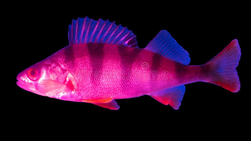 1,984 Snapper Isolated Stock Photos - Free & Royalty-Free Stock Photos ...