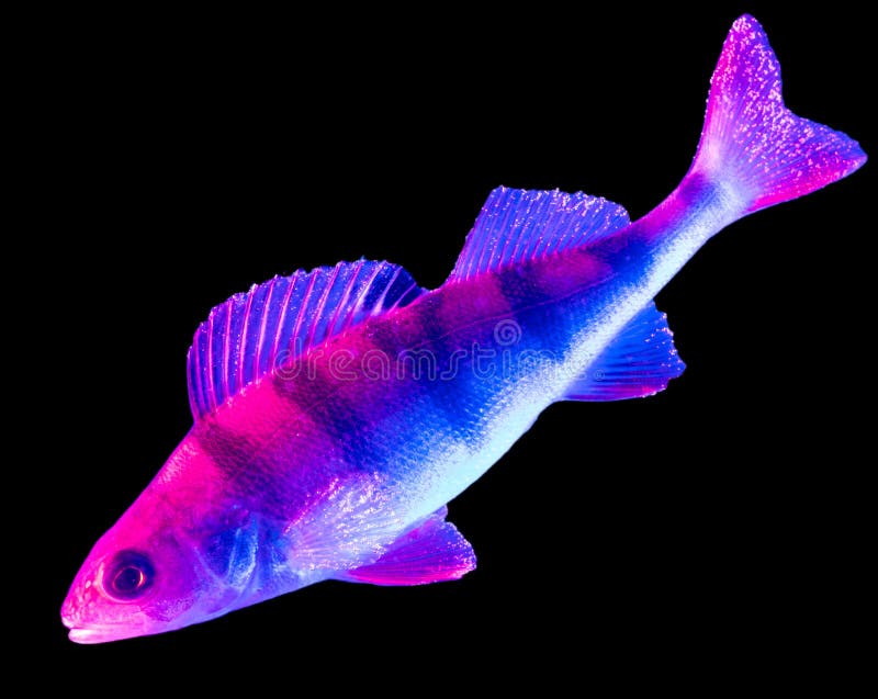 1,984 Snapper Isolated Stock Photos - Free & Royalty-Free Stock Photos ...