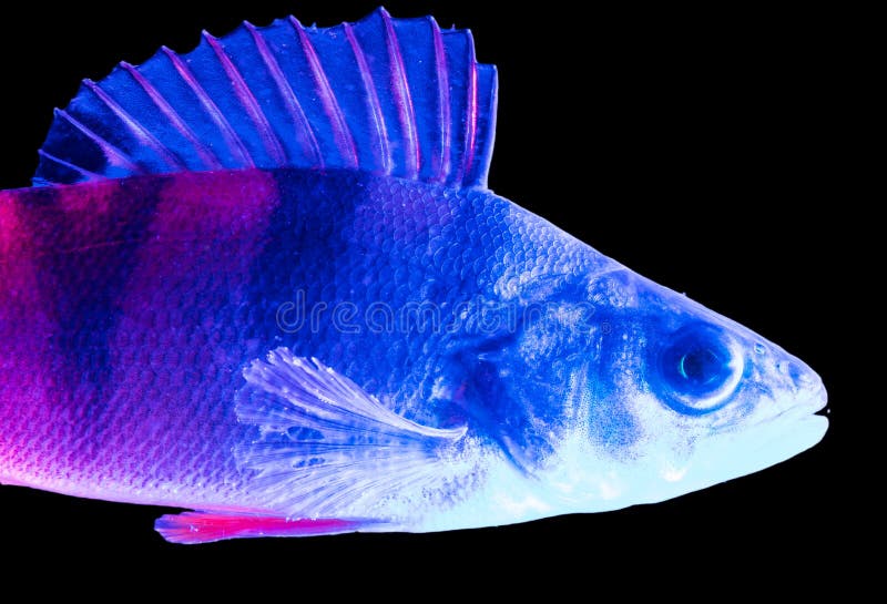 1,984 Snapper Isolated Stock Photos - Free & Royalty-Free Stock Photos ...