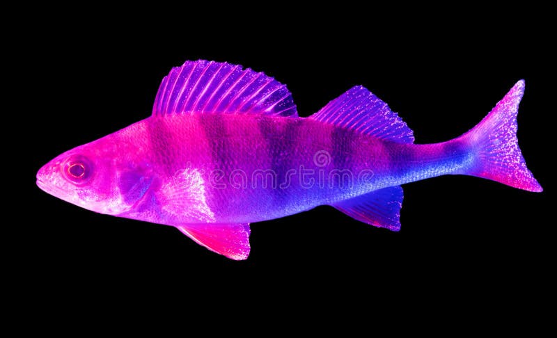 1,984 Snapper Isolated Stock Photos - Free & Royalty-Free Stock Photos ...