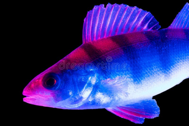 1,984 Snapper Isolated Stock Photos - Free & Royalty-Free Stock Photos ...