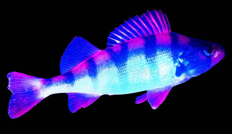 1,984 Snapper Isolated Stock Photos - Free & Royalty-Free Stock Photos ...