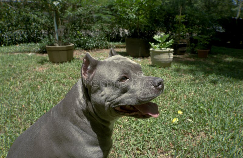 Blue Pit Bull stock image. Image of blue, pitt, enjoying - 54571793