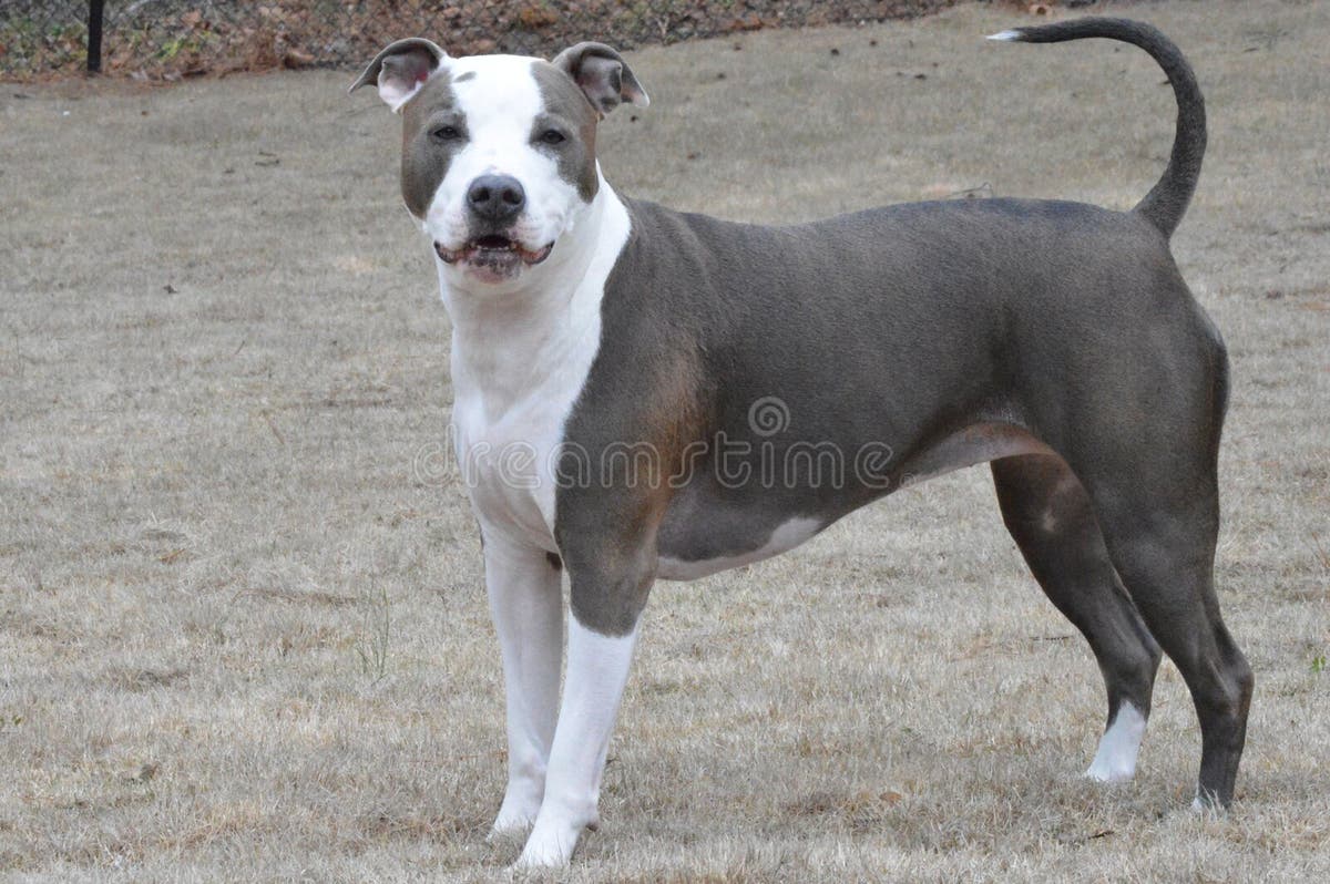 Mean Pitbull Stock Photos - Free & Royalty-Free Stock Photos from ...
