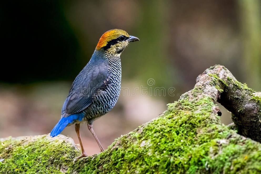 Blue Pitta migratory bird stock image. Image of bluebird - 98190645