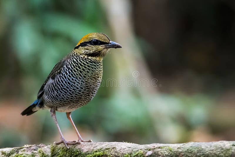 Blue Pitta migratory bird stock image. Image of nature - 98190699