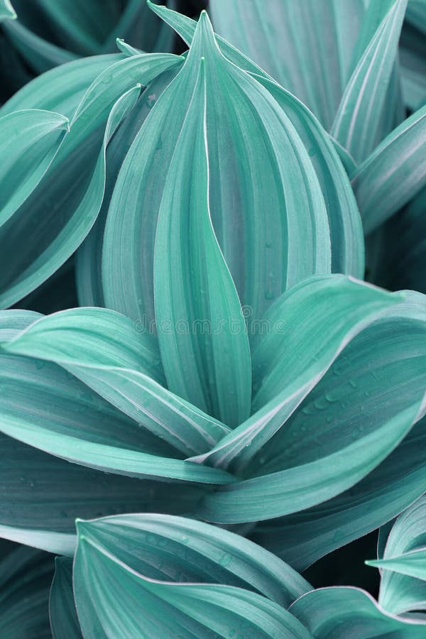 Blue plant stock photo. Image of shape, closeup, details - 8648904