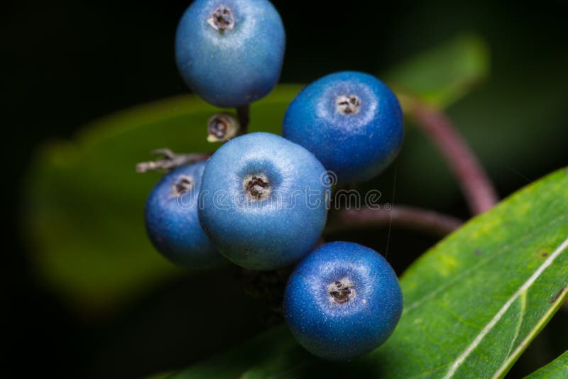Blue Plant stock photo. Image of ball, bokeh, balls, flowers - 77972624