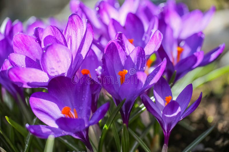 Blue plant Crocus stock photo. Image of covered, garden - 361047712