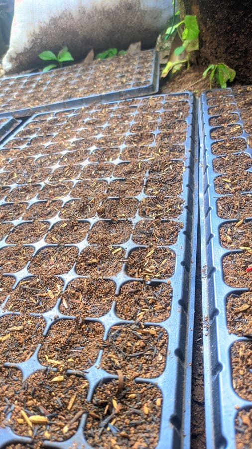 Seedling Trays Filled with Soil for Plant Germination Process Stock ...