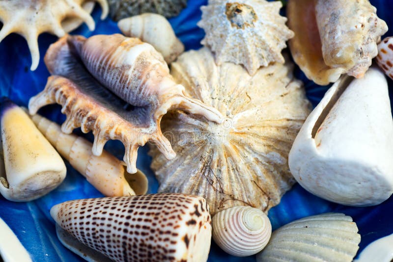 Blue plate ocean shells stock image. Image of ocean, summer - 67150477