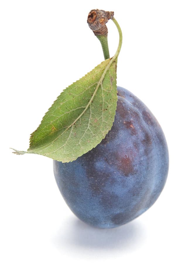 Blue Plum Fruit Collection On White Stock Image - Image of sweet ...
