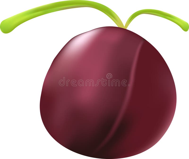 Two plums stock vector. Illustration of harvest, stylized - 9842755