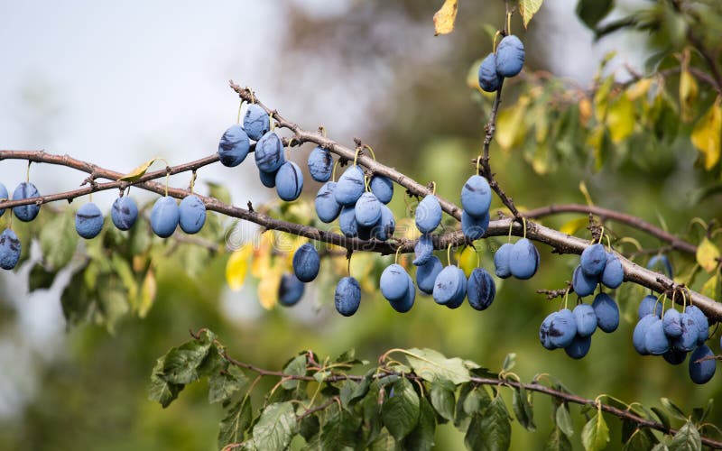 Blue Plum Fruit on a Tree in the Nature Stock Photo - Image of fresh ...