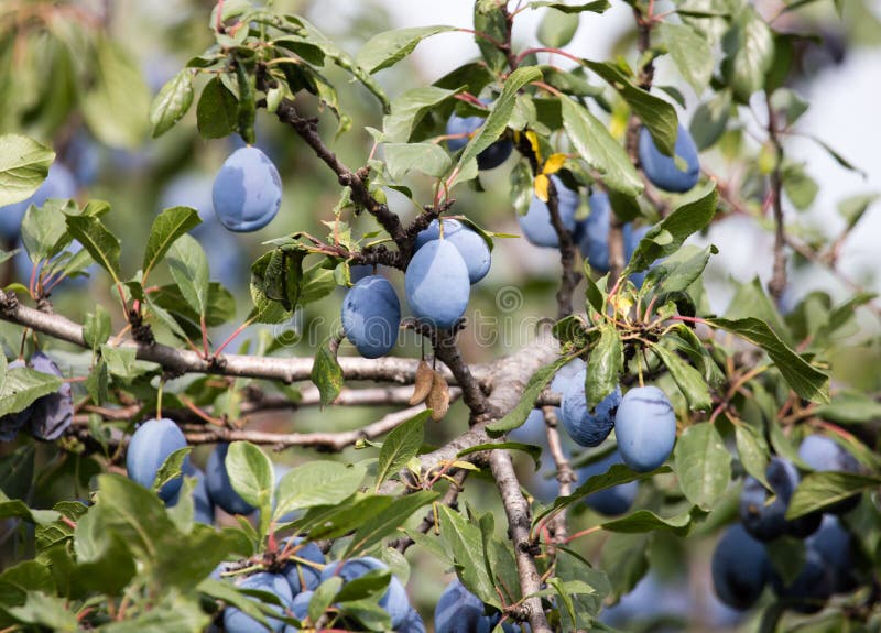 Blue Plum Fruit on a Tree in the Nature Stock Image - Image of orchard ...