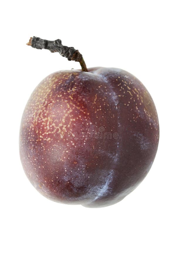Blue plum isolated stock photo. Image of ripe, ingredient - 199032968