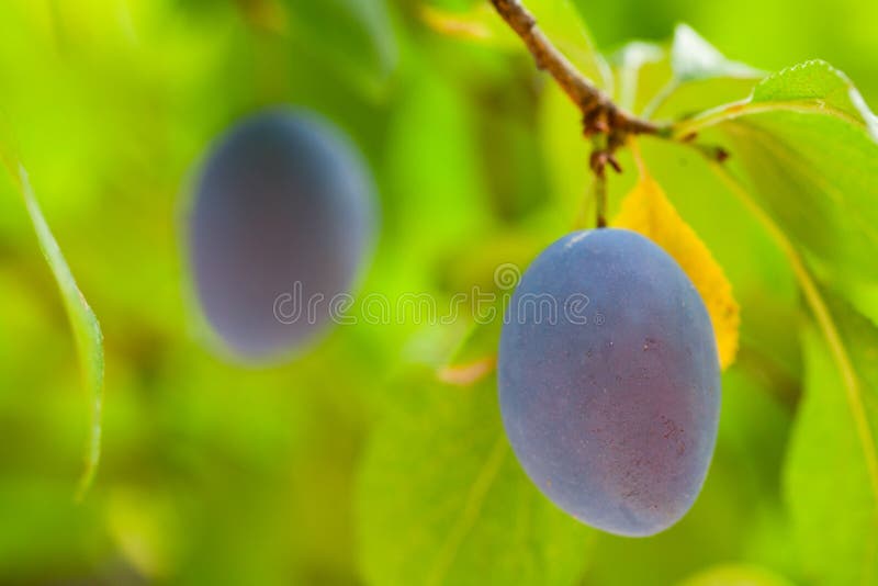 Blue Plum stock image. Image of brown, plum, shape, fruit - 97968793