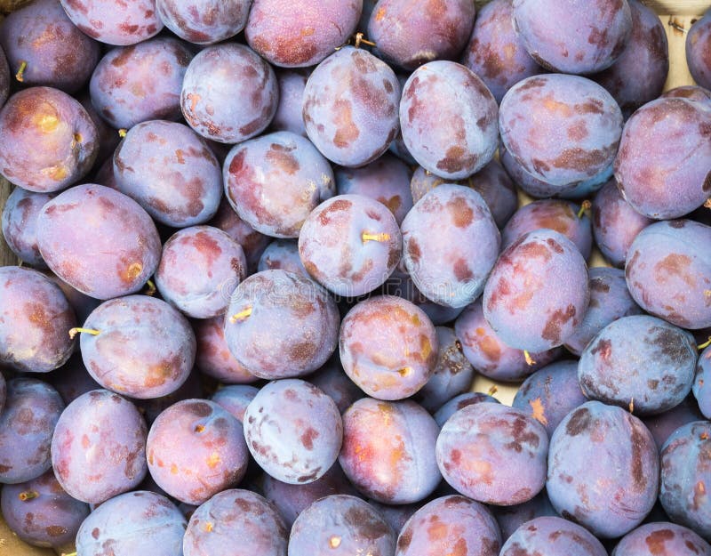 Blue Plum on Sale at the Market Stock Photo - Image of nutritious ...