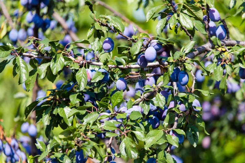 Blue Plum on Tree Branches in Nature Stock Photo - Image of tree ...