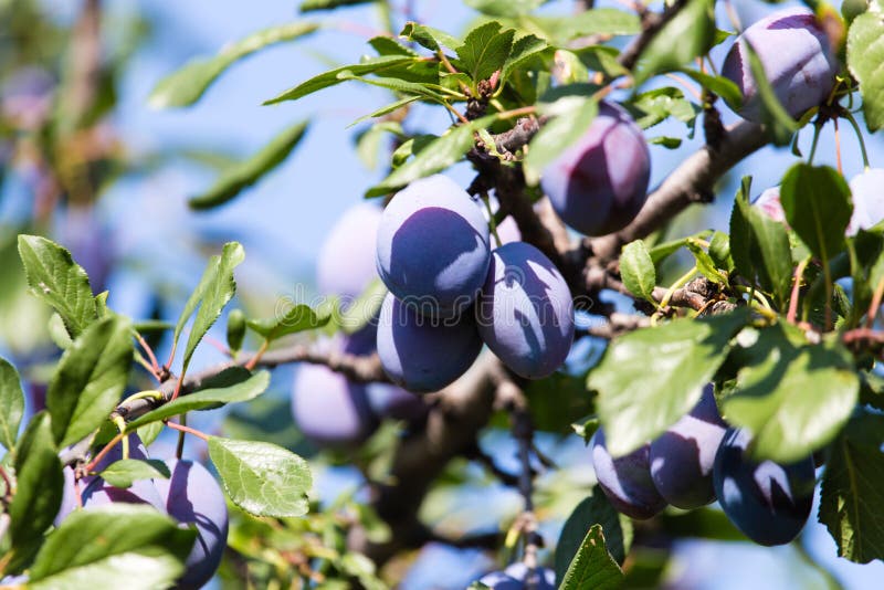 Blue Plum on Tree Branches in Nature Stock Photo - Image of orchard ...