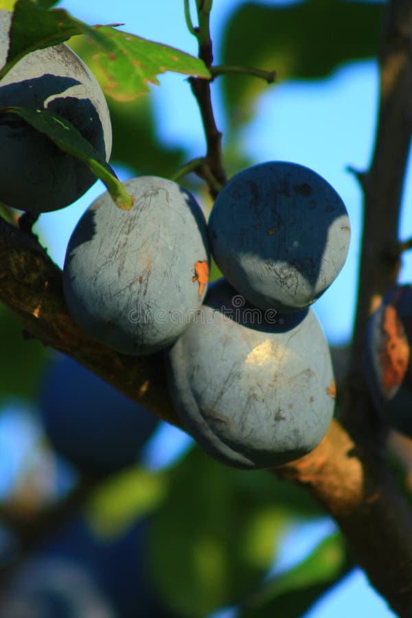 Blue plums stock image. Image of colour, horticulture - 10764893