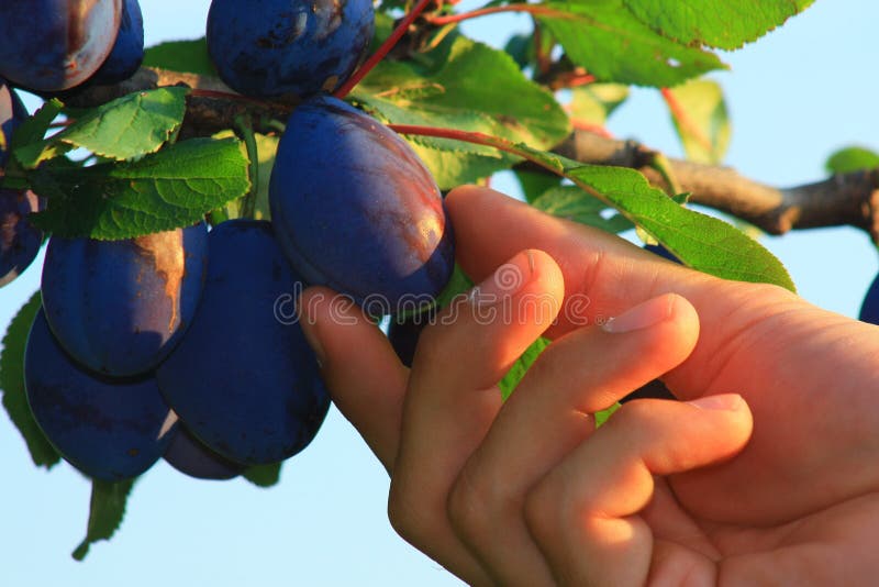 Blue plums stock photo. Image of garden, details, branch - 10764990