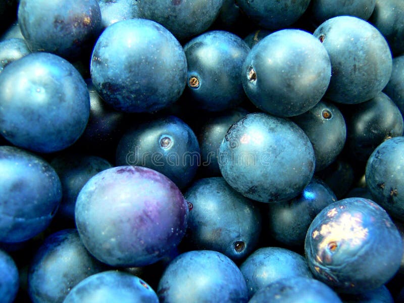 Blue plums stock photo. Image of healthy, smooth, wild - 16382880