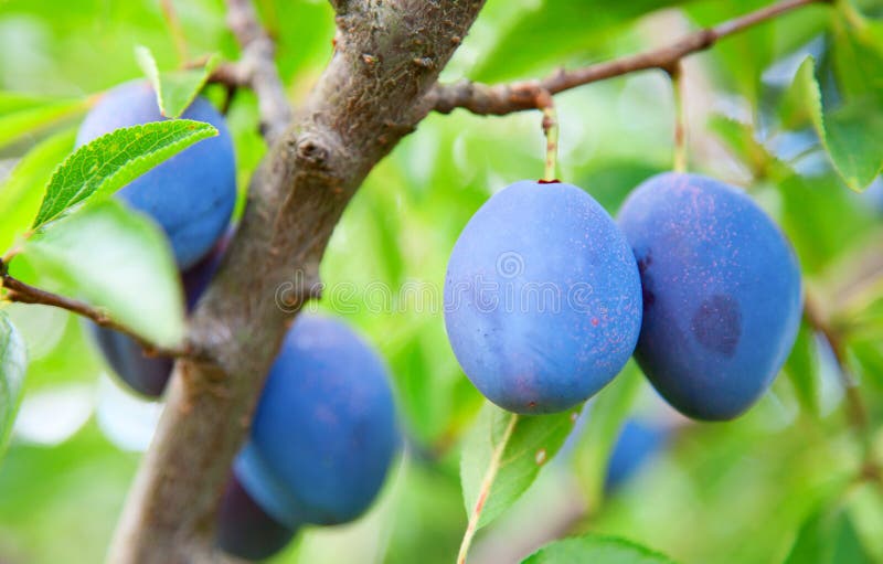 Blue plums stock image. Image of closeup, nature, fructose - 25106213