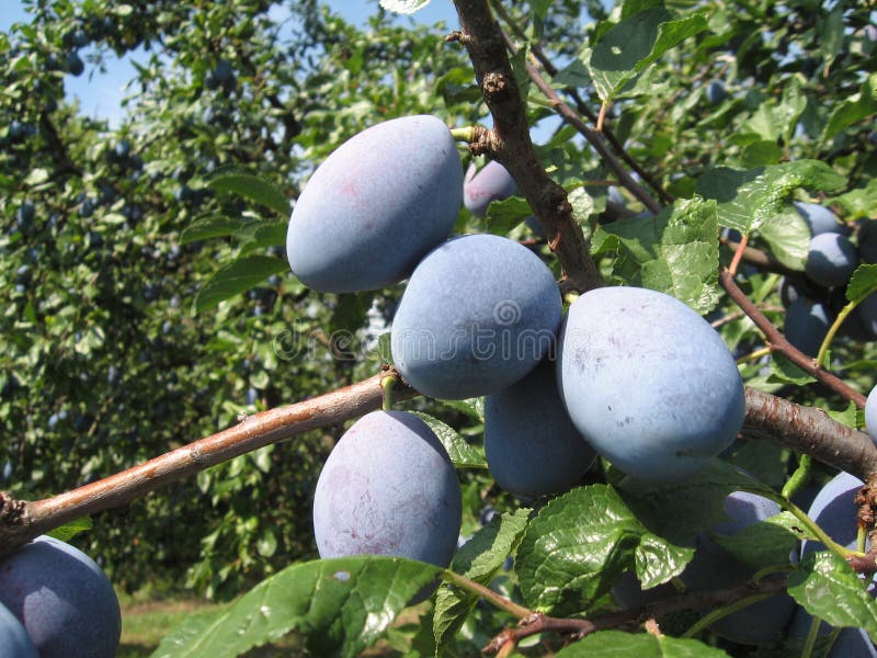 Blue plums on the branch stock image. Image of transport - 58748925