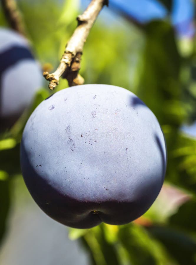 Blue plums close up stock image. Image of delicious - 197946955