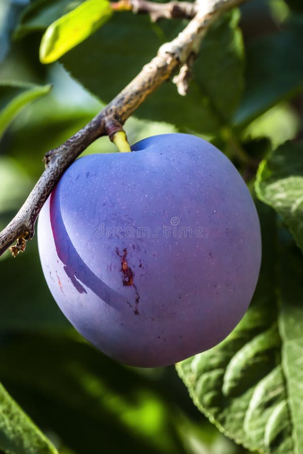 Blue plums close up stock photo. Image of fruit, foliage - 197946970