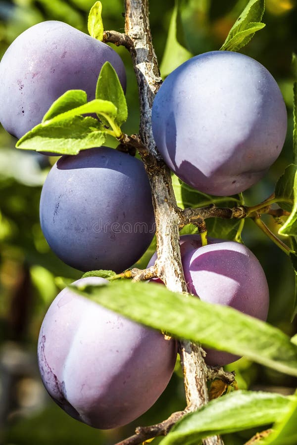 Blue plums close up stock photo. Image of agriculture - 197946986