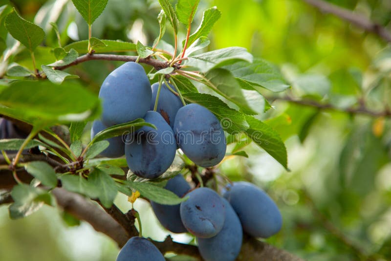 Blue Plums Grow on a Tree with Leaves Stock Image - Image of closeup ...