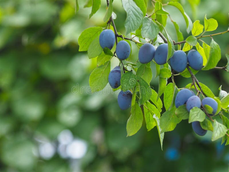 Blue Plums Hanging on a Plum Tree Stock Photo - Image of branch ...