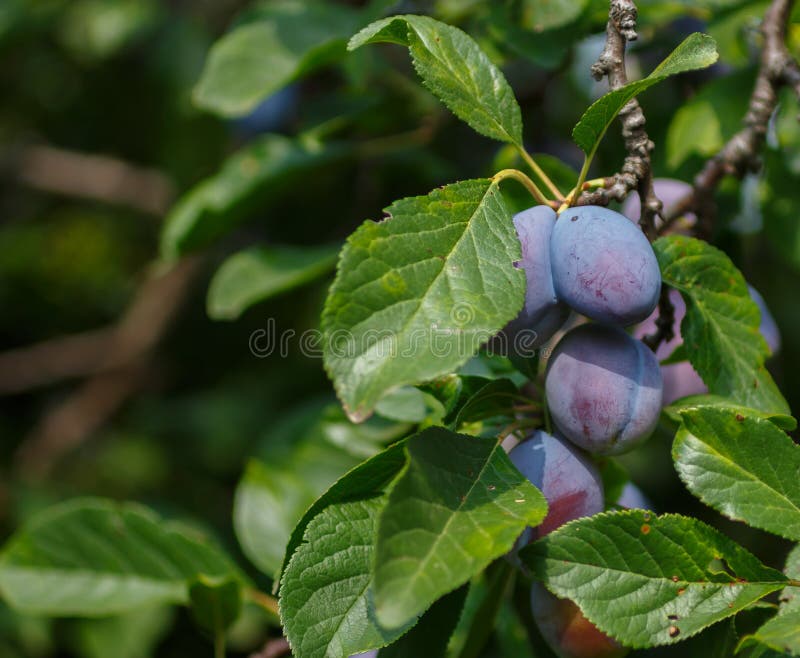 Blue plums stock image. Image of agriculture, ripening - 33044217