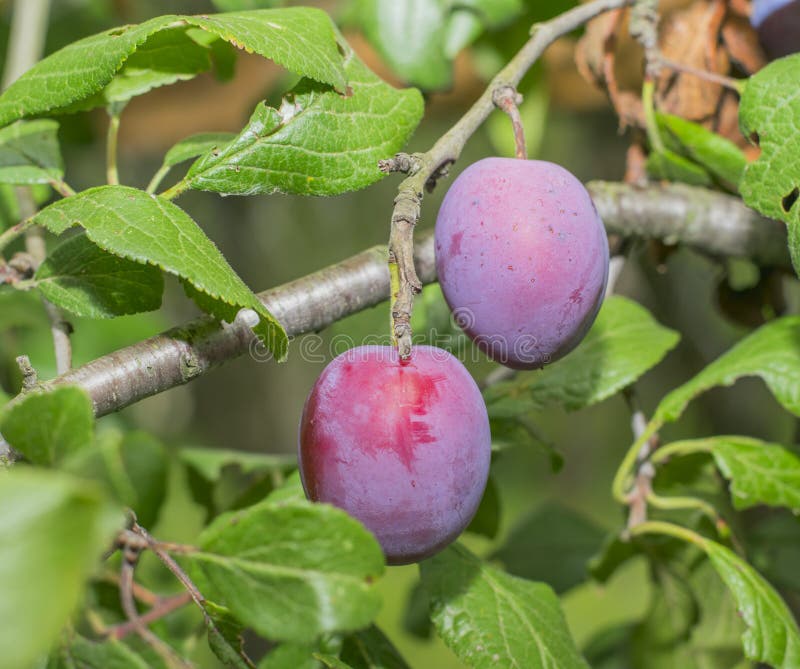 Blue plums stock image. Image of branch, fruit, nature - 59583415