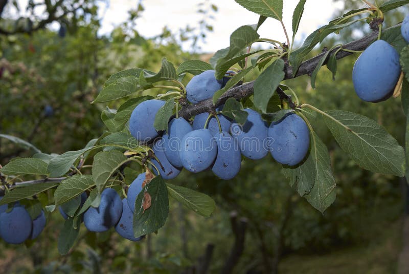 Blue plums on the tree stock photo. Image of plant, deciduous - 181211566