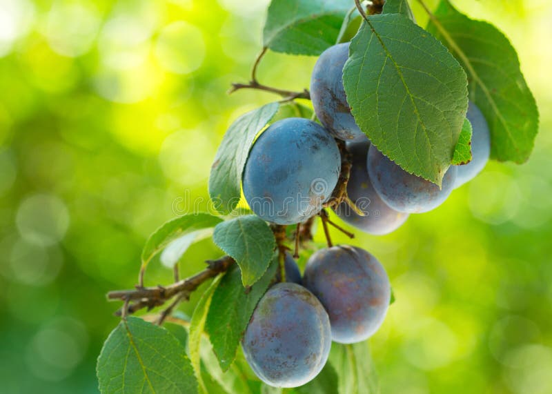 Plums on the Tree stock photo. Image of fruit, green, ripe - 2141332