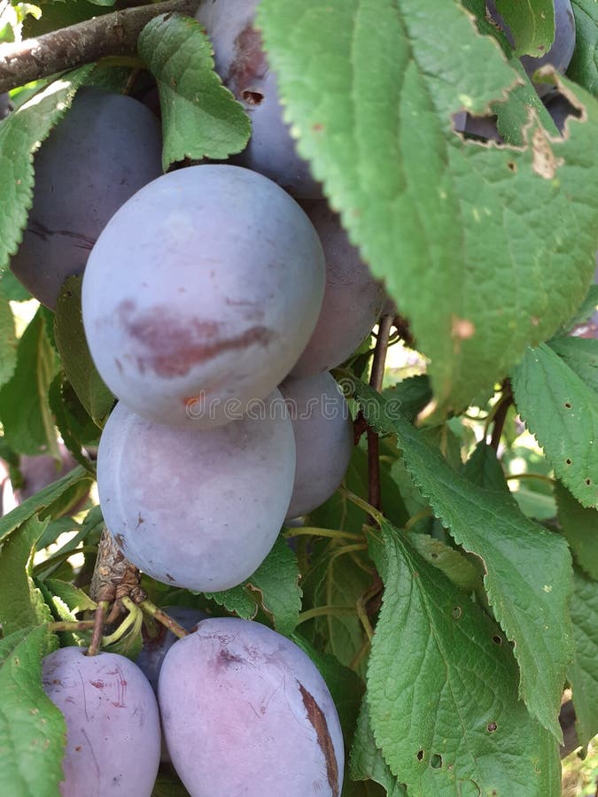 Blue plums on the tree stock photo. Image of garden - 216883980