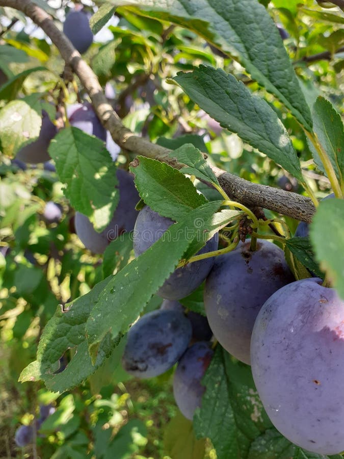Blue plums on the tree stock image. Image of vitamins - 216883989