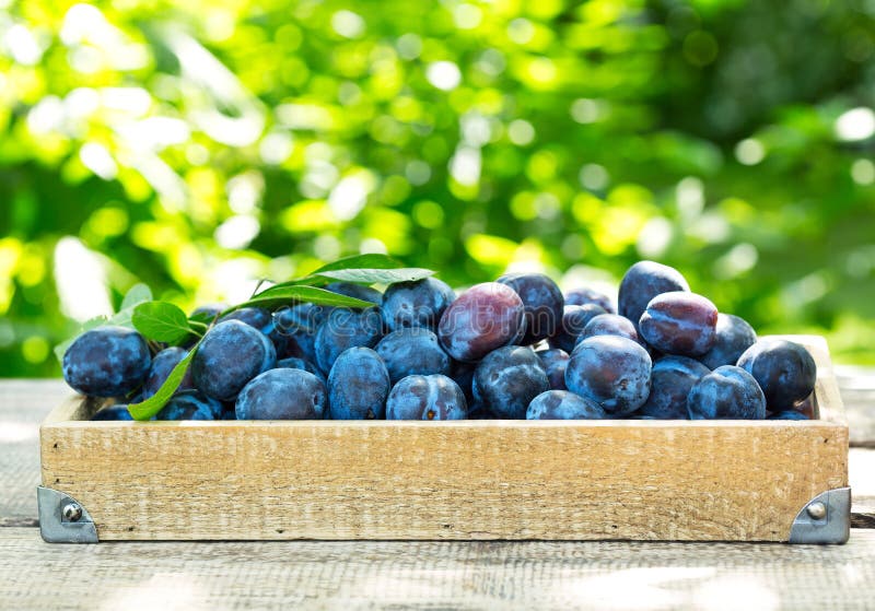 Blue plums stock image. Image of meal, objects, sweet - 57148705