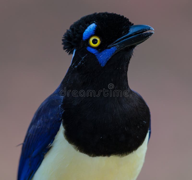 Blue plush crested jay stock image. Image of south, birdwatching ...