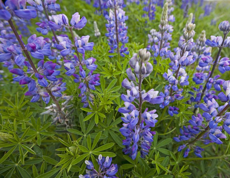 Blue pod Lupine stock image. Image of bloom, nature, flower - 12795479