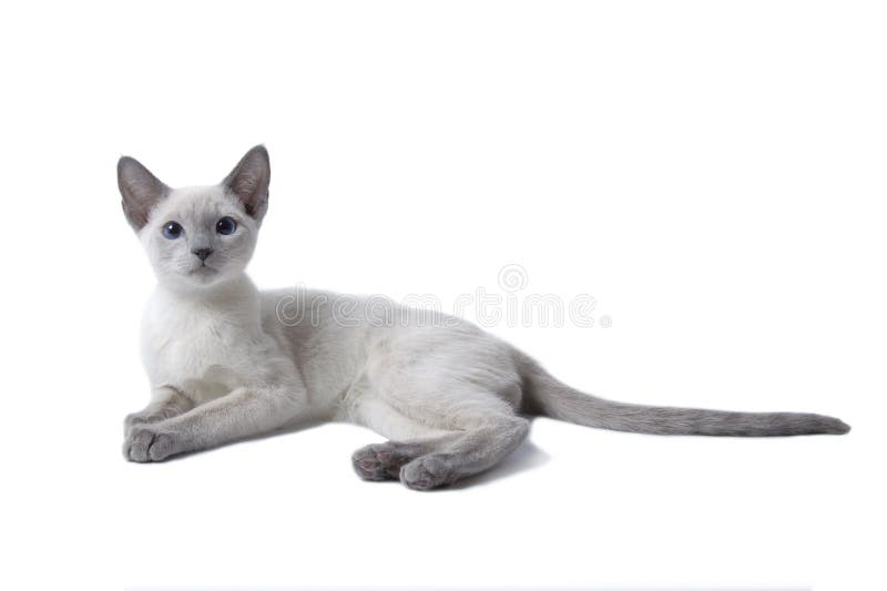 Gatito color blue-point imagen de archivo. Imagen de color - 8450791