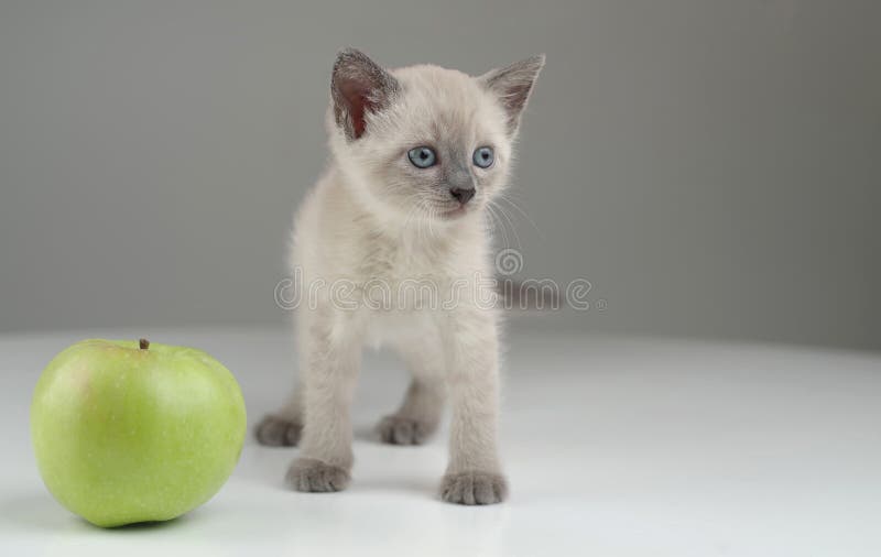 A Blue Point Kitten Stands Next To a Green Apple on a Gray Stock Photo ...