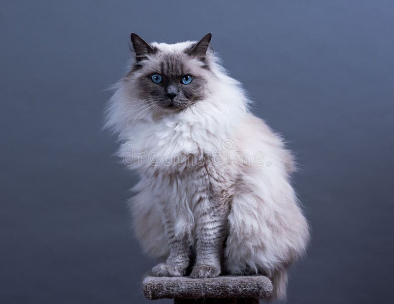 Blue Point Ragdoll Cat stock photo. Image of ragdoll - 125569980