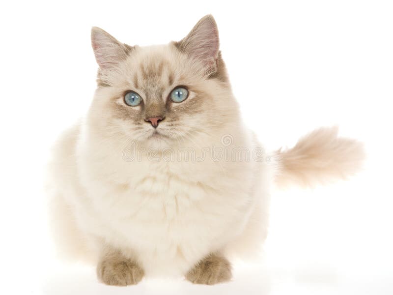 Seal Lynx Tabby Coat Cats Stock Photos - Free & Royalty-Free Stock ...